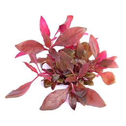 Dennerle Plants Alternanthera reineckii ́Lila ́ In-Vitro