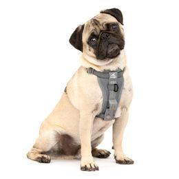 PetSafe Kurgo Tru-Fit Autosicherheitsgeschirr f&uuml;r Hunde, Gr&ouml;&szlig;e XS, Grau