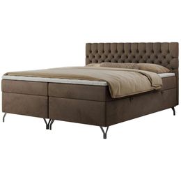 M&ouml;bel Kraft Boxbett mit Bettkasten braun Ma&szlig;e (cm): B: 204 H: 115 &raquo; M&ouml;bel Kraft