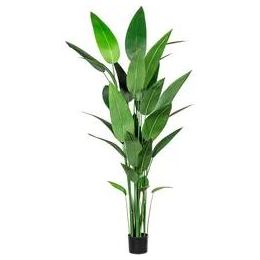 K&uuml;nstliche Zimmerpflanze Creativ green "Wassercanna", gr&uuml;n, H:210cm, Kunststoff, Kunstpflanzen, K&uuml;nstliche Zimmerpflanze
