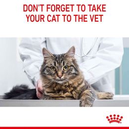 Royal Canin FCN Dental Care Katzen-Trockenfutter Zahnpflege 1,5kg