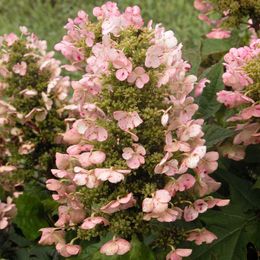 Eichenbl&auml;ttrige Hortensie 'Munchkin' Liefergr&ouml;&szlig;e: 30 - 40cm