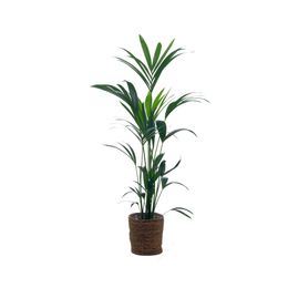 Tchibo - Kentia-Palme mit &Uuml;bertopf - gr&uuml;n