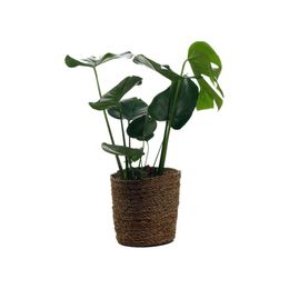 Tchibo - Monstera mit &Uuml;bertopf - gr&uuml;n