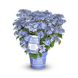 Tchibo - Rispenhortensie &raquo;Bloombuster blau&laquo; - blau