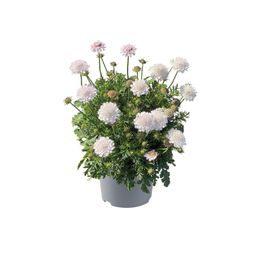 Tauben-Skabiose 'Atalanta White' Lieferform: Im 9 cm Topf