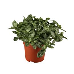 toom Fittonie 10,5 cm Topf