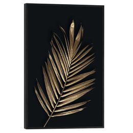 SONSTIGE Bild ARECA PALMS