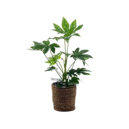 Tchibo - Fatsia mit &Uuml;bertopf - gr&uuml;n