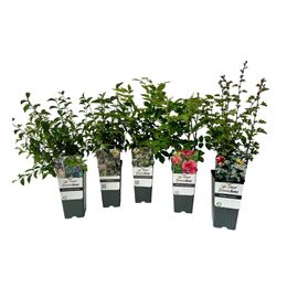 Tchibo - Bunte Bl&uuml;hhecke - wei&szlig;