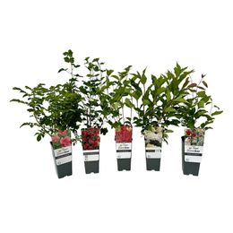 Tchibo - Bunte Bl&uuml;hhecke - wei&szlig;