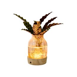 Tchibo - Wasserpflanze im Glas mit LED &raquo;Calathea&laquo; - gr&uuml;n