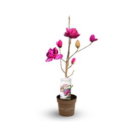 Tchibo - Magnolie &raquo;Longblomma&laquo; - rosa