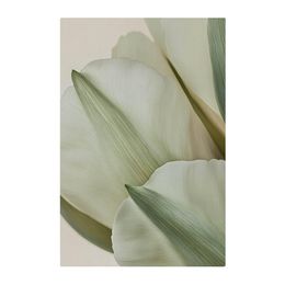 Bilderwelten Akustikbild | Wandbild schallabsorbierend - Zarte Tulpenbl&uuml;ten Gr&uuml;n