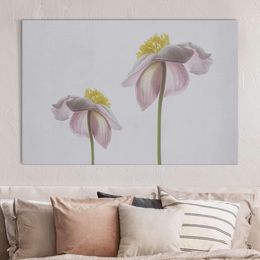 Bilderwelten Akustikbild Rosa Anemonenbl&uuml;ten