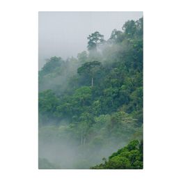 Bilderwelten Akustikbild | Wandbild schallabsorbierend - Dschungel im Nebel