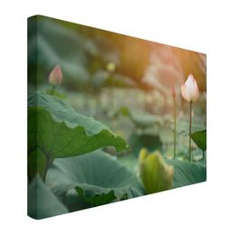 Bilderwelten Akustikbild | Wandbild schallabsorbierend - Erbl&uuml;hende Seerose