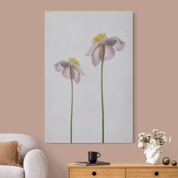Akustikbild Rosa Anemonenbl&uuml;ten