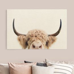 Leinwandbild Verstecktes Hochlandrind