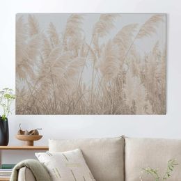 Bilderwelten Akustikbild | Wandbild schallabsorbierend - Wildes Pampasgras Beige
