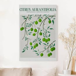 Bilderwelten Akustikbild | Wandbild schallabsorbierend - Citrus Aurantifolia