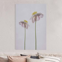 Bilderwelten Akustikbild | Wandbild schallabsorbierend - Rosa Anemonenbl&uuml;ten