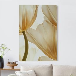 Bilderwelten Akustikbild | Wandbild schallabsorbierend - Zarte Tulpenbl&uuml;ten Creme