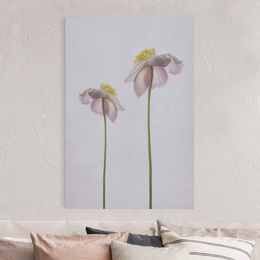 Bilderwelten Akustikbild | Wandbild schallabsorbierend - Rosa Anemonenbl&uuml;ten