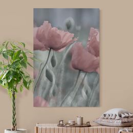 Akustikbild Malerische Mohnblumen