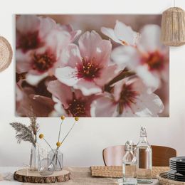 Bilderwelten Akustikbild | Wandbild schallabsorbierend - Kirschbl&uuml;ten im Sonnenschein