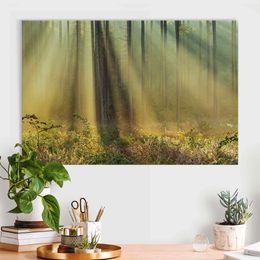 Bilderwelten Akustikbild | Wandbild schallabsorbierend - Sonnenstrahlen im Nebelwald