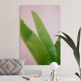 Bilderwelten Akustikbild | Wandbild schallabsorbierend - Bananenpalmenbl&auml;tter vor rosa Wand