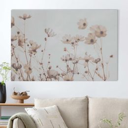 Bilderwelten Akustikbild | Wandbild schallabsorbierend - Cosmea im Sommer
