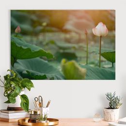 Bilderwelten Akustikbild | Wandbild schallabsorbierend - Erbl&uuml;hende Seerose