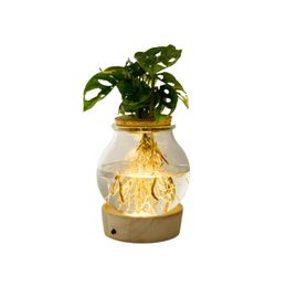Tchibo - Wasserpflanze im Glas mit LED &raquo;Monstera&laquo; - gr&uuml;n