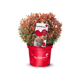 Tchibo - Photinia faseri &raquo;Red Ballcon&laquo; - dunkelgr&uuml;n