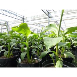 2 St&uuml;ck Bananenstaude Musa Basjoo 60 - 80 cm winterhart Staude japanische Faserbanane