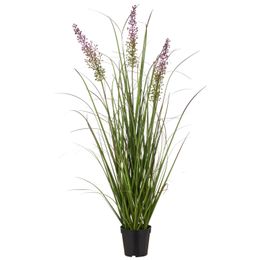 Gasper Grasbusch Pennisetum