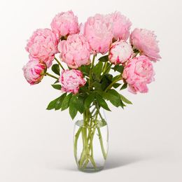 Rosa Pfingstrosen im Bund