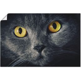 Poster Artland "Katzenaugen", schwarz (farbe bild(er): schwarz), B:60cm H:40cm, Bilder, Poster, ohne Rahmen