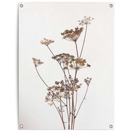 Poster Reinders "B&auml;renkralle", beige (farbe bild(er): beige), B:60cm H:80cm T:0,1cm, Bilder, Poster, Garten - Natur - Beige - Leinwand - Blumen und Pflanzen - 60x80 cm