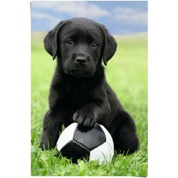 Poster Reinders "Labrador Welpe Fu&szlig;ball", bunt (farbe bild(er): mehrfarbig), B:61cm H:91,5cm, Papier, Bilder, Poster