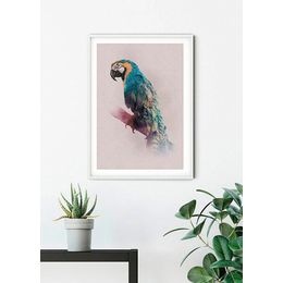 Bild Komar "Animals Paradise Parrot", bunt (farbe bild(er): bunt), B:30cm H:40cm, Holz, Papier, Bilder, Bild, Wandbild zur Dekoration - ohne Rahmen