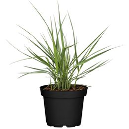 toom Rutenhirse 'Prairie Sky' 19 cm Topf