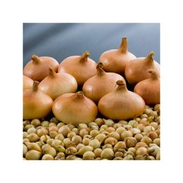 Steckzwiebeln "Stuttgarter Riesen" 500 g