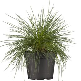 toom Blauschwingel 'Azurit' 19 cm Topf