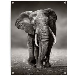 Poster Reinders "Elefant", schwarz (farbe bild(er): schwarz), B:60cm H:80cm T:0,1cm, Leinwand, Bilder, Poster