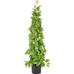 Kunstpflanze Creativ green "Epipremnum", gr&uuml;n, H:125cm, Obermaterial: 100% Kunststoff, Kunstpflanzen, Kunstpflanze, in Pyramidenform