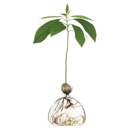 Keimglas Ilex