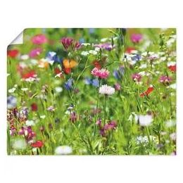 Wandbild Artland "Blumenwiese I", gr&uuml;n (farbe bild(er): gr&uuml;n), B:120cm H:90cm, Bilder, als Leinwandbild, Poster in verschied. Gr&ouml;&szlig;en